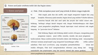 sistem saraf pada manusia yang merupakan sistem y | PPTX