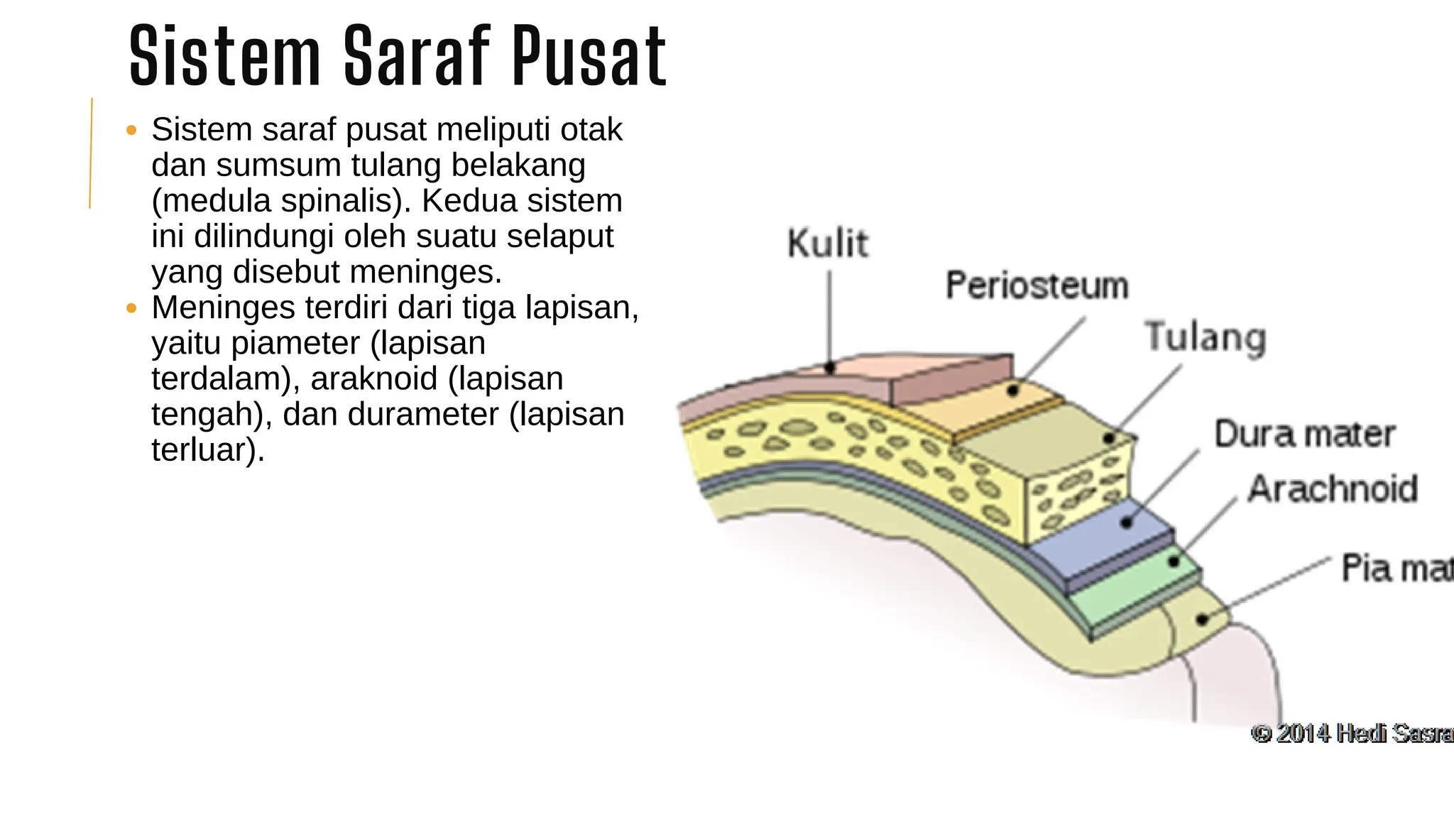 Sistem Saraf biologi untuk kelas 11 semester 2 | PDF
