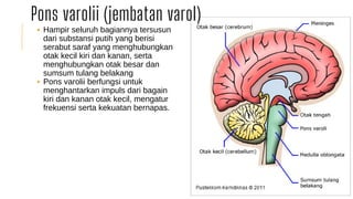 Sistem Saraf biologi untuk kelas 11 semester 2 | PDF