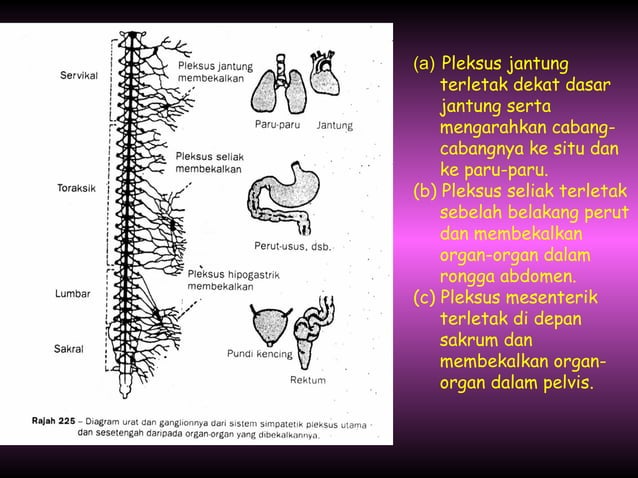 Sistem saraf | PPT