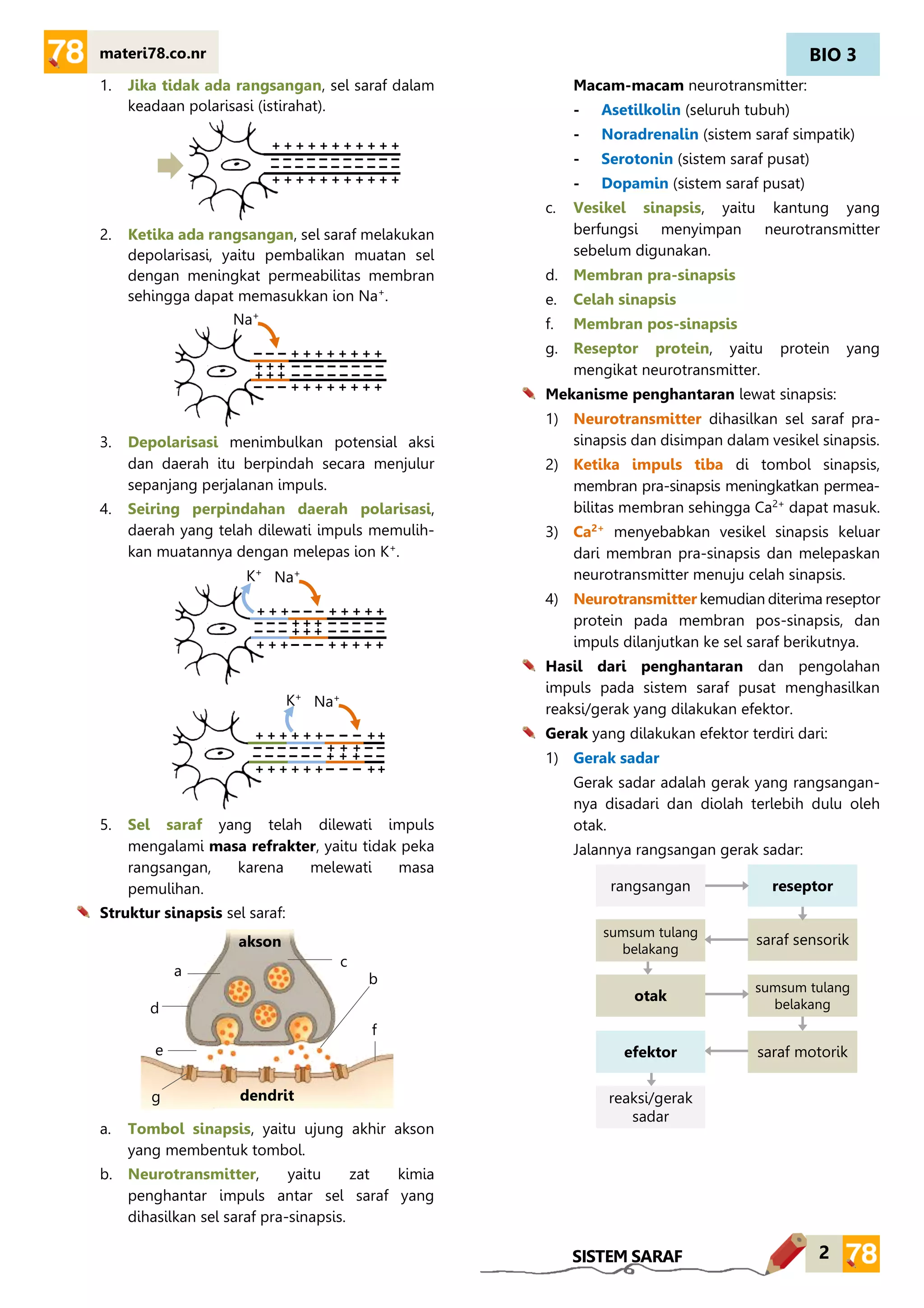 MATERI Sistem saraf KELAS XI SMA | PDF
