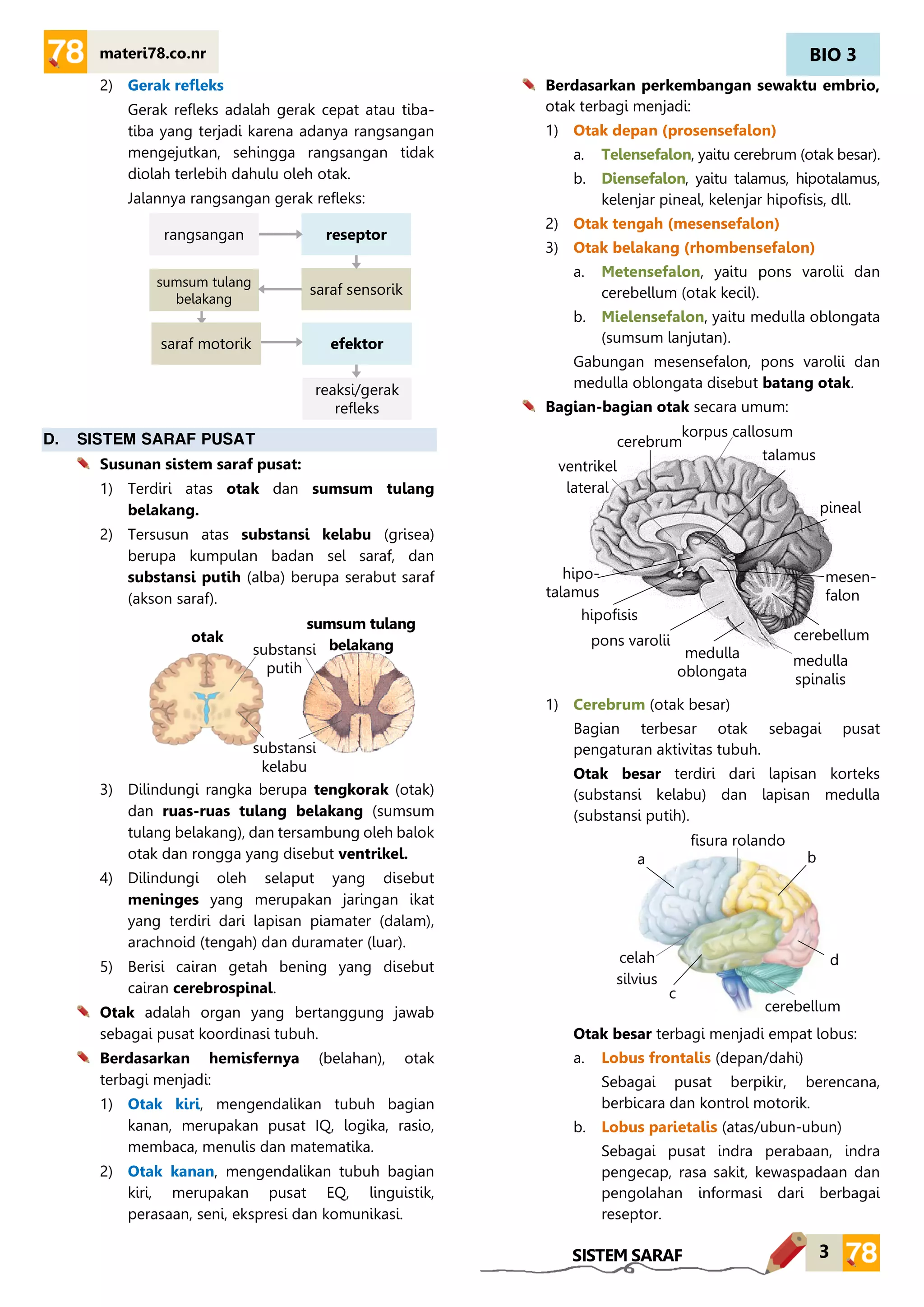 MATERI Sistem saraf KELAS XI SMA | PDF