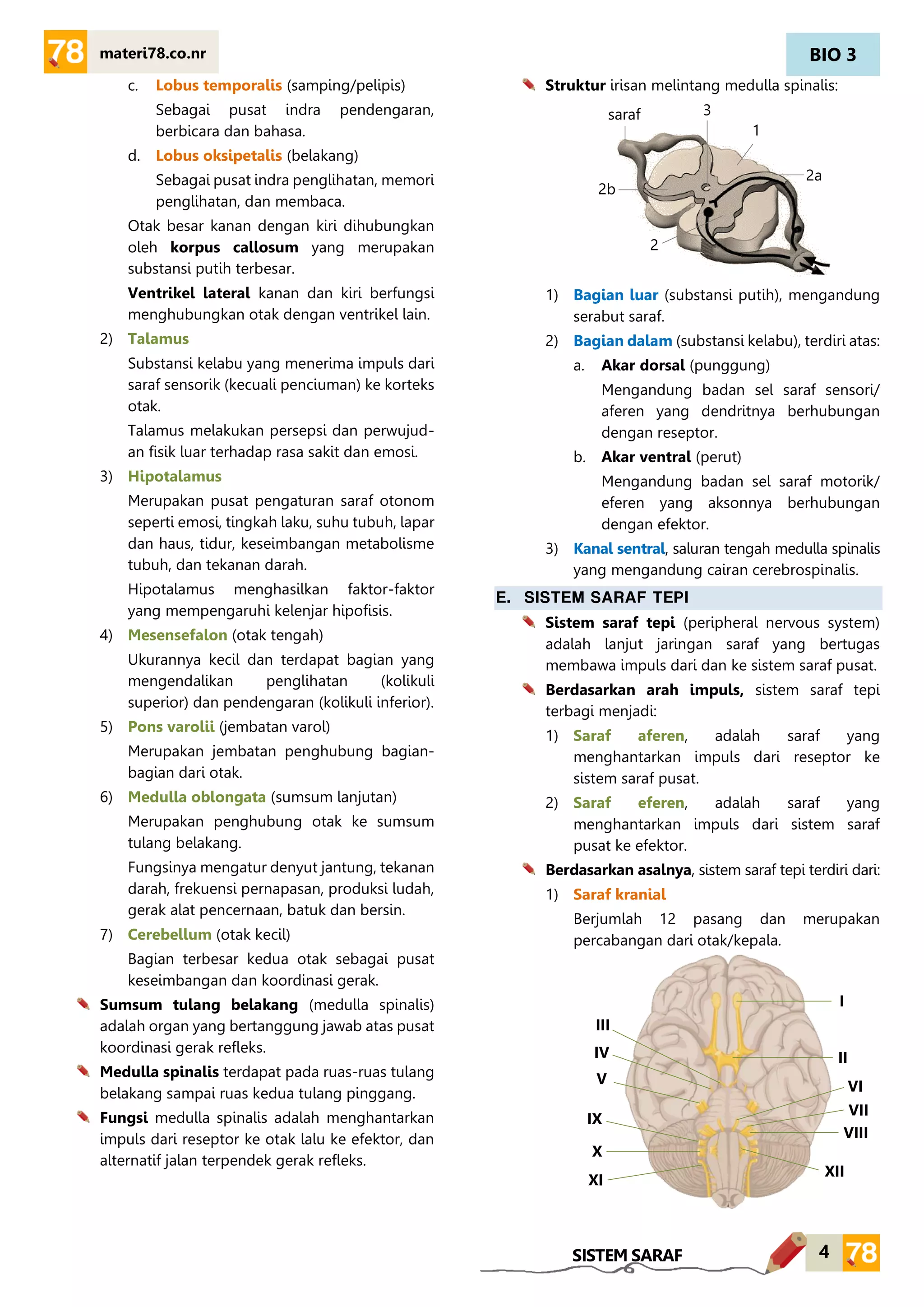 MATERI Sistem saraf KELAS XI SMA | PDF