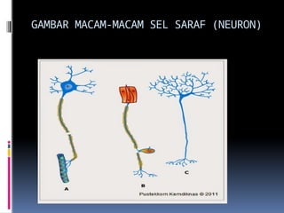 SISTEM SARAF DAN INDERA PADA MANUSIA.pptx