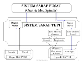 Sistem saraf faal | PPT
