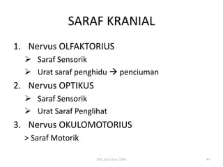 Sistem saraf faal | PPT