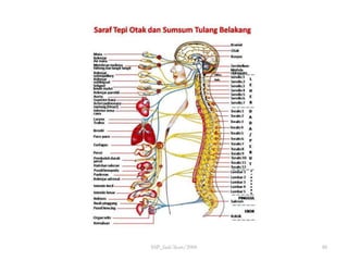Sistem saraf faal | PPT