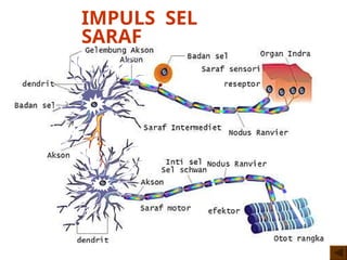 Sistem Saraf, Indera, dan Endokrin Manusia.ppt