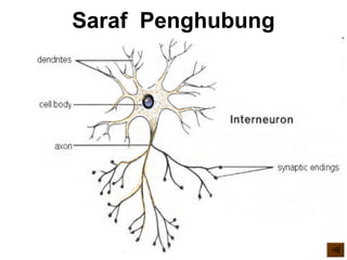 Sistem Saraf, Indera, dan Endokrin Manusia.ppt
