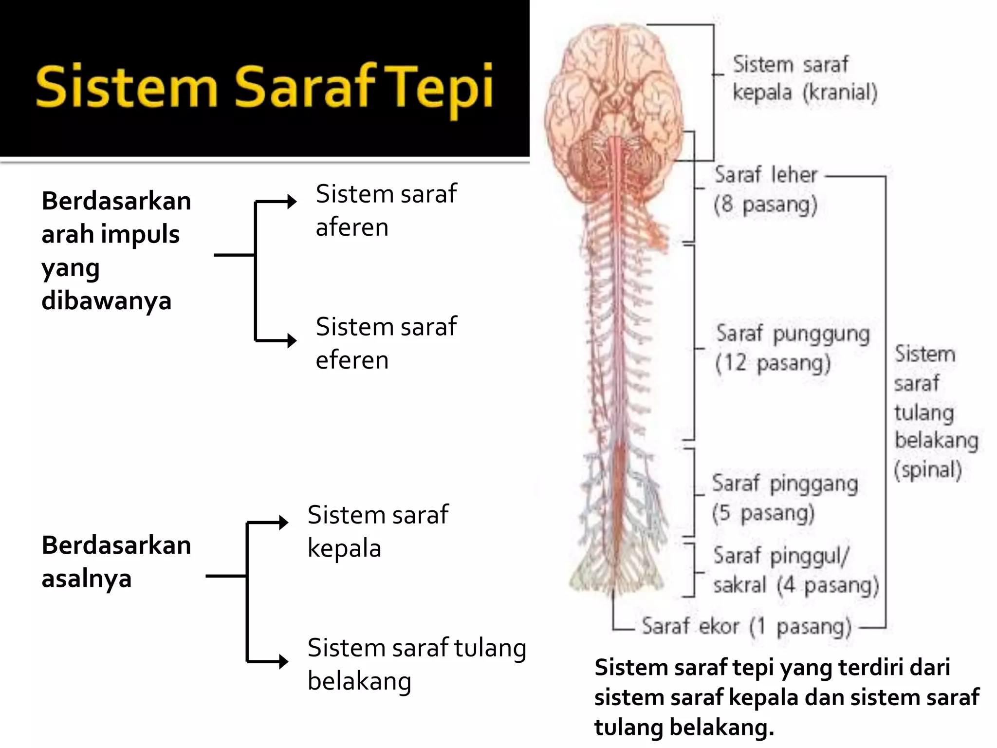 Sistem saraf Pada Manusia ( Human Nervous System) Kelompok 1 ( Manik & Kharisma) | PPTX