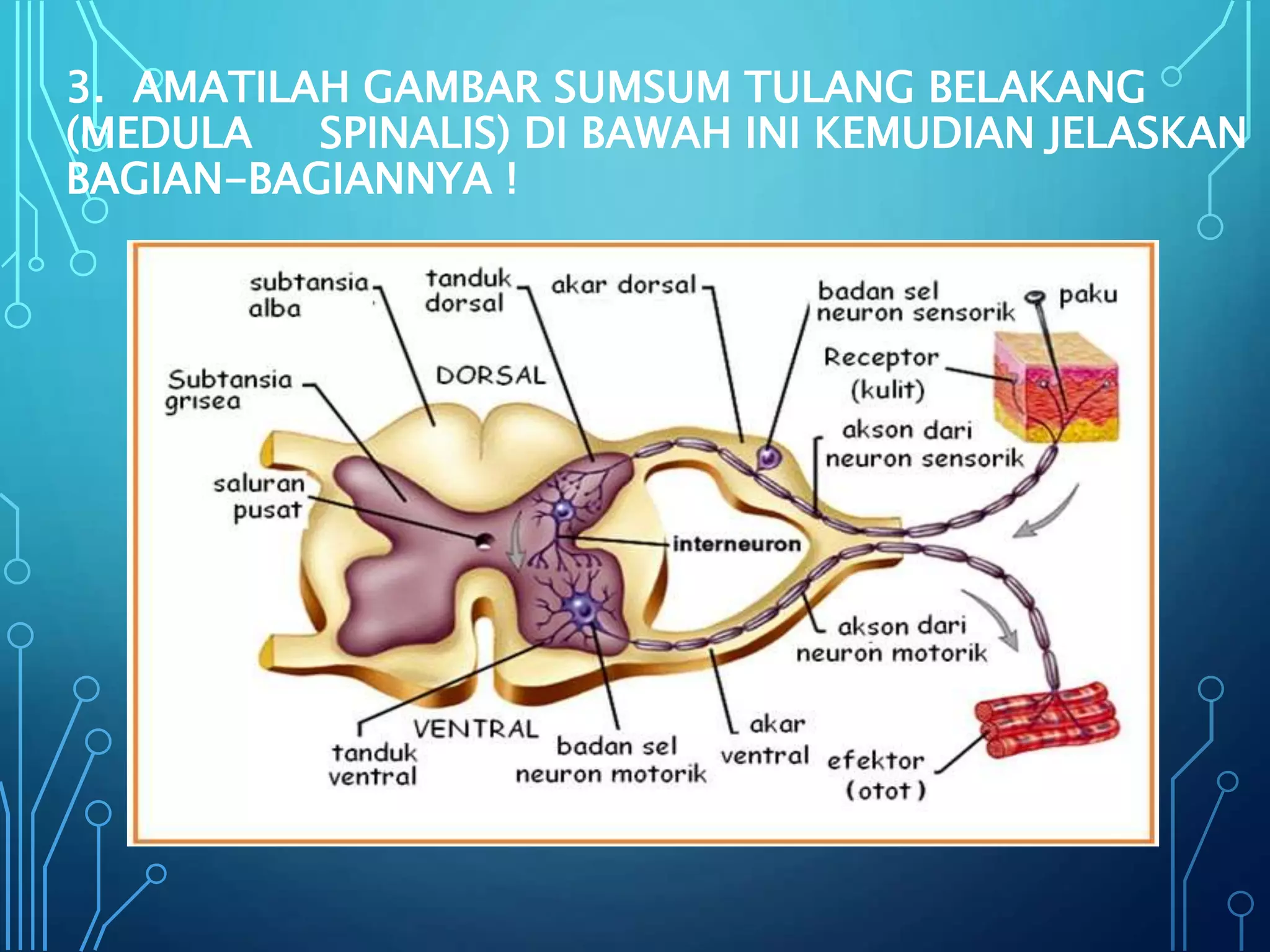 Sistem saraf kelompok 3 | PPTX