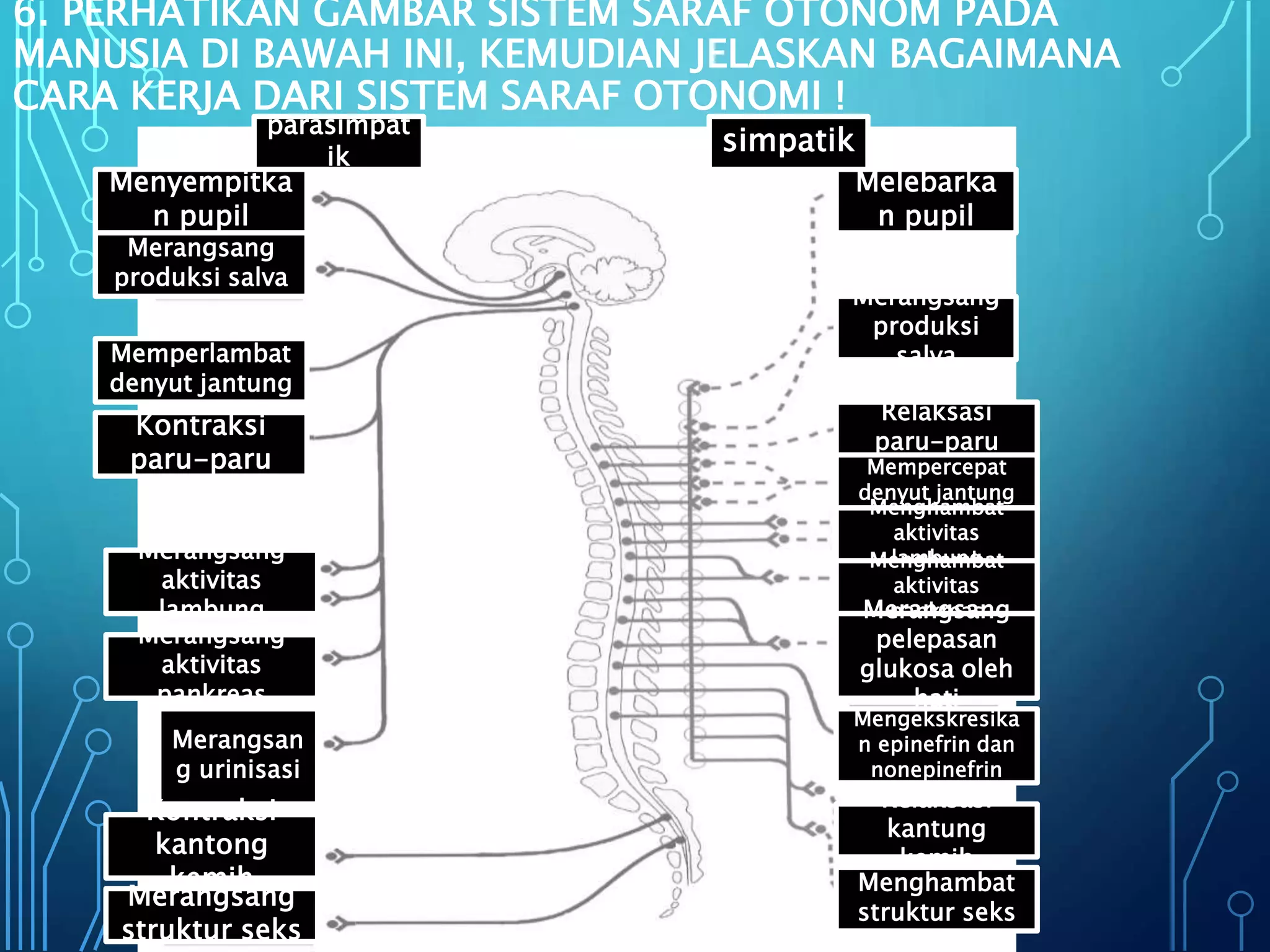 Sistem saraf kelompok 3 | PPTX