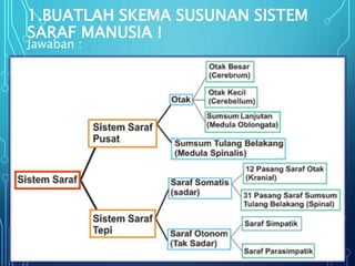 Sistem saraf kelompok 3 | PPTX