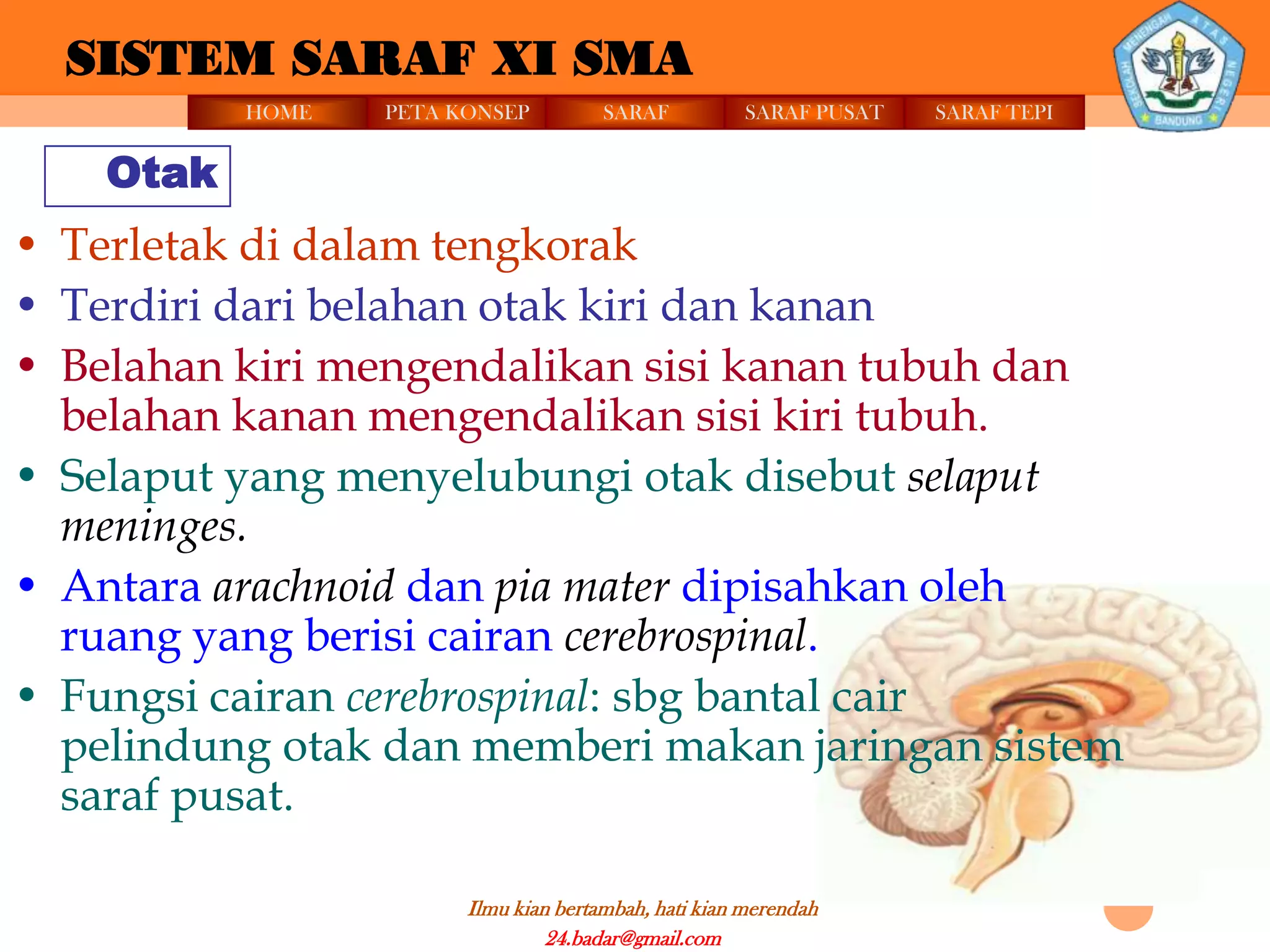 Sistem saraf Oleh M.Badar | PPTX