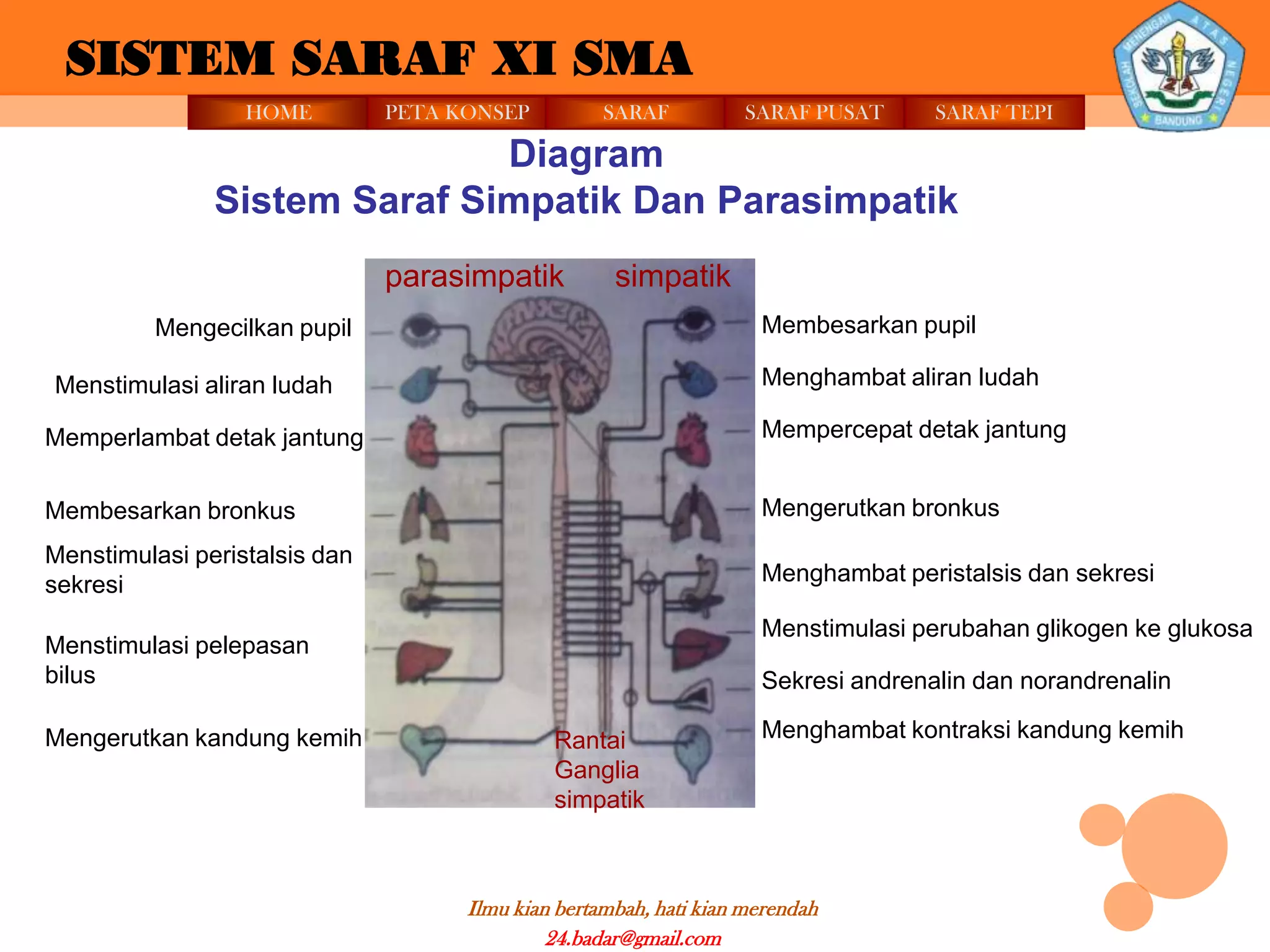 Sistem saraf Oleh M.Badar | PPTX