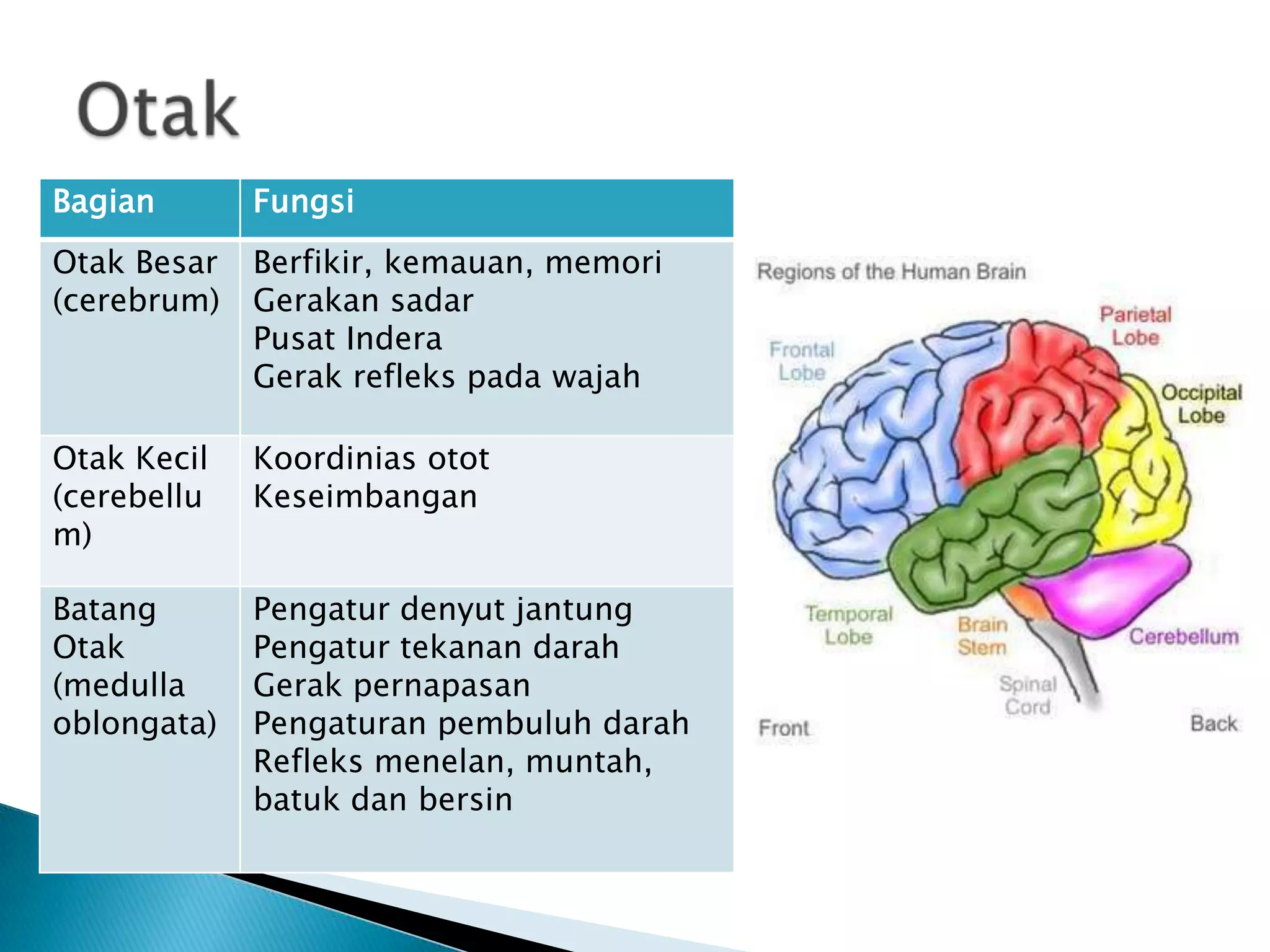 Sistem saraf manusia | PPTX