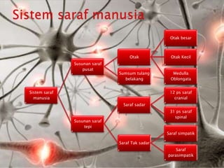 Sistem saraf manusia | PPTX