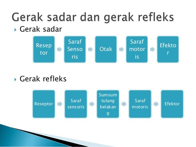 Sistem saraf manusia