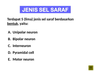 Sistem_Saraf_Manusia.pptx sistem saraf pusat dan sistem saraf tepi | PPTX