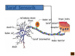 Sistem_Saraf_Manusia.pptx sistem saraf pusat dan sistem saraf tepi | PPTX