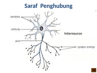 Sistem_Saraf_Manusia.pptx sistem saraf pusat dan sistem saraf tepi | PPTX