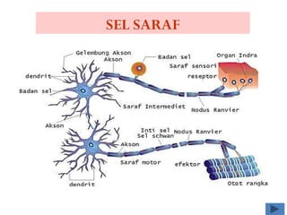 Sistem_Saraf_Manusia.pptx sistem saraf pusat dan sistem saraf tepi | PPTX