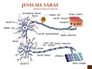 Sistem_Saraf_Manusia.pptx sistem saraf pusat dan sistem saraf tepi | PPTX