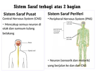 Sistem_Saraf_Manusia.pptx sistem saraf pusat dan sistem saraf tepi | PPTX