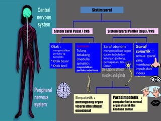 Sistem_Saraf_Manusia.pptx sistem saraf pusat dan sistem saraf tepi | PPTX