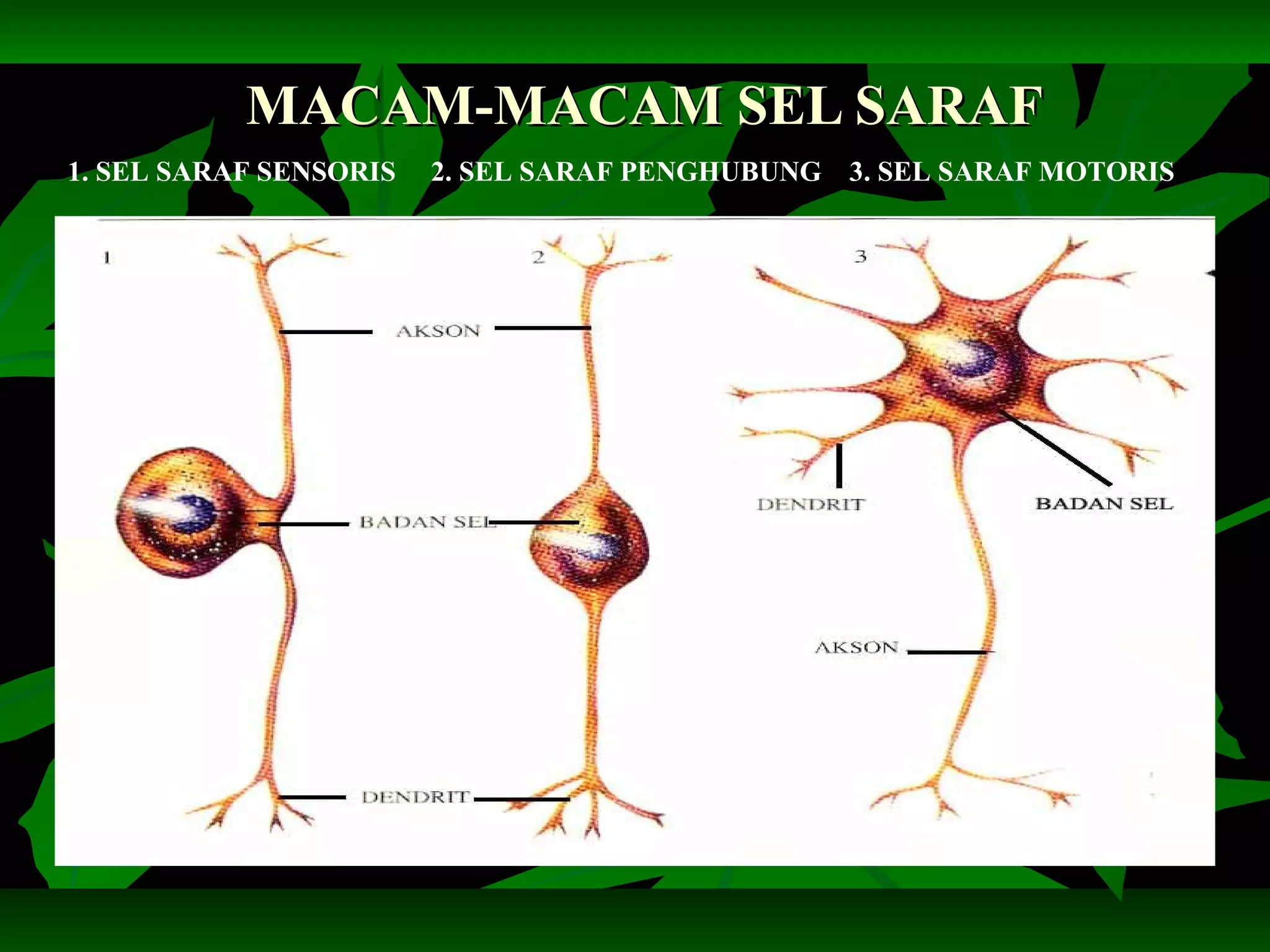 Sistem saraf manusia1 | PPT
