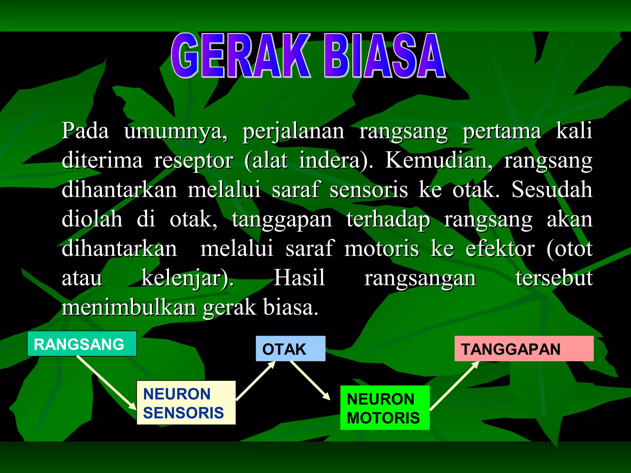 Sistem Saraf Manusia1 Ppt