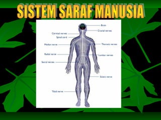 Sistem saraf manusia1 | PPT