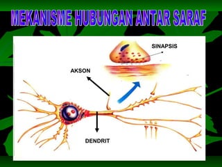 Sistem saraf manusia1 | PPT