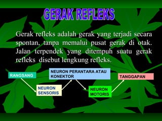 Sistem saraf manusia1 | PPT