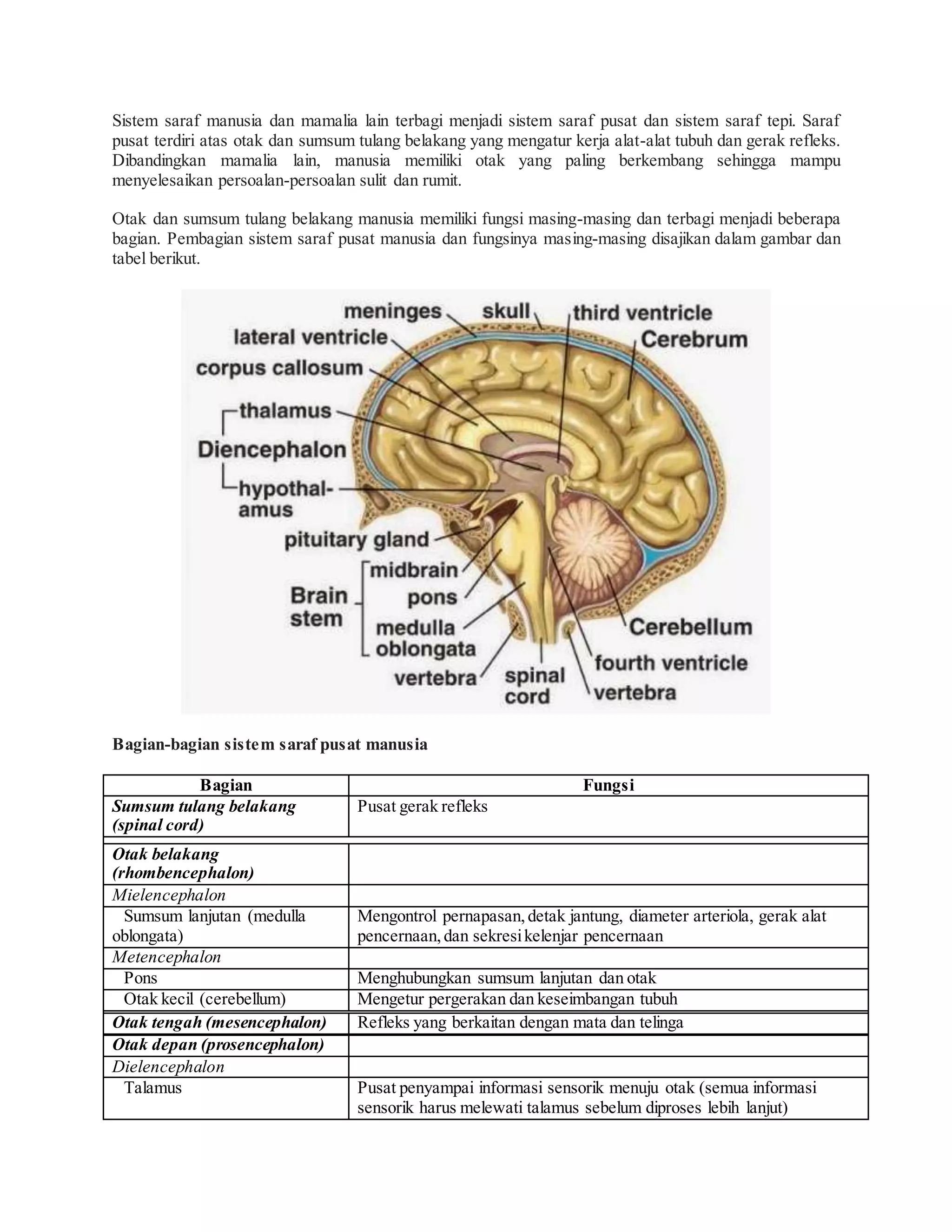 Sistem saraf manusia dan mamalia lain terbagi menjadi sistem saraf ...