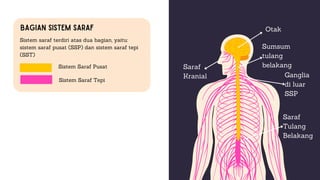 PPT Materi Sistem Saraf pada Manusia pdf | PDF