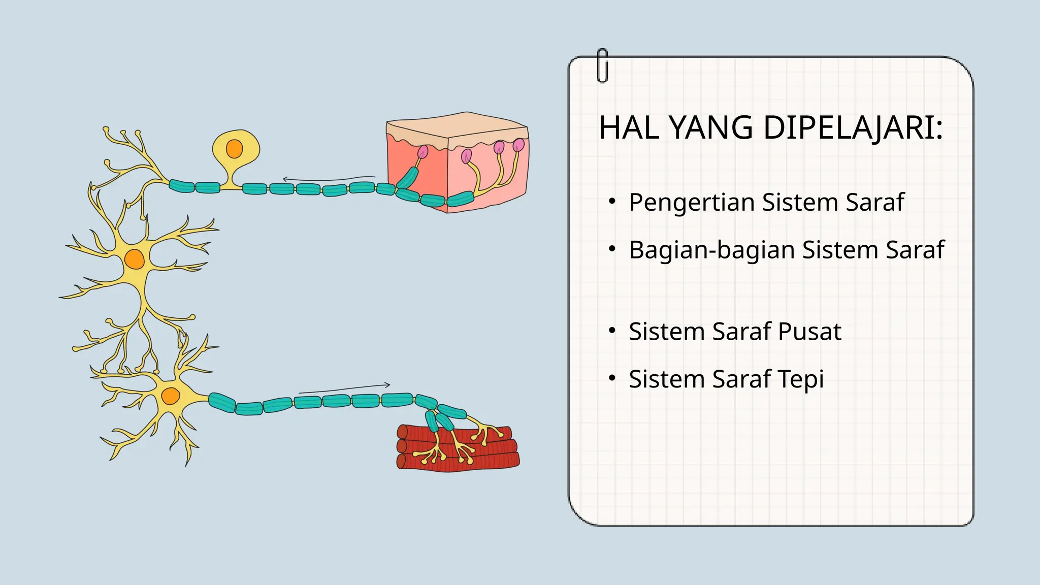 Sistem Saraf Manusia dan bagian-bagiannya.pptx