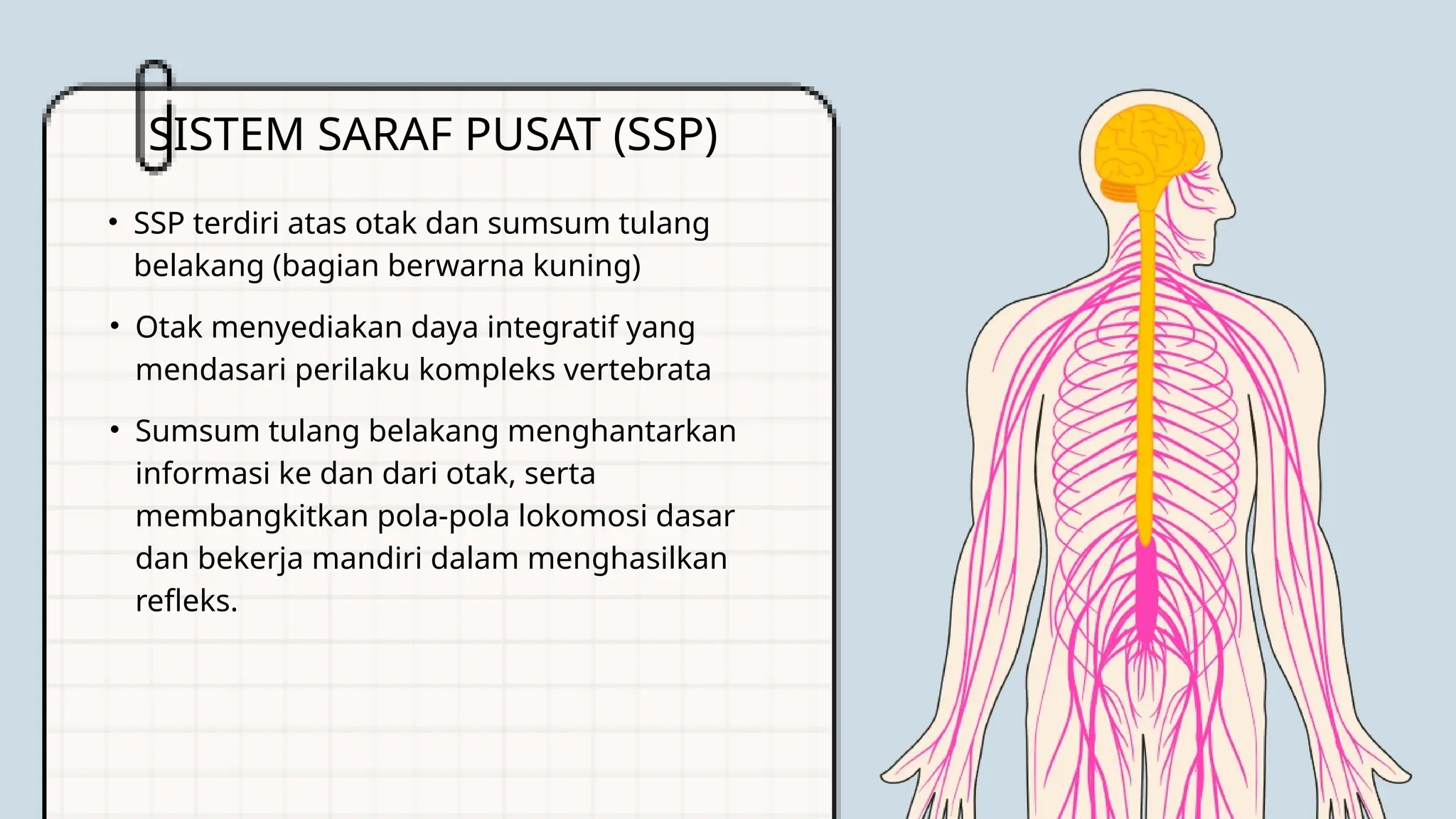 Sistem Saraf Manusia dan bagian-bagiannya.pptx
