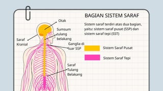 Sistem Saraf Manusia dan bagian-bagiannya.pptx