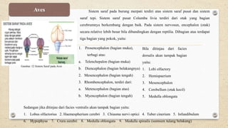 SISTEM_SARAF nadia.pptx