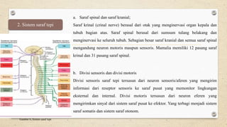 SISTEM_SARAF nadia.pptx