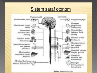 SISTEM SARAF OTONOM.pptx
