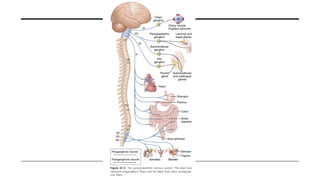 Anatomi dan Fisiologi Sistem saraf otonom.pptx