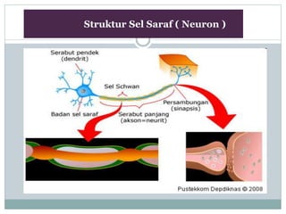 Sistem saraf pada manusia | PPTX