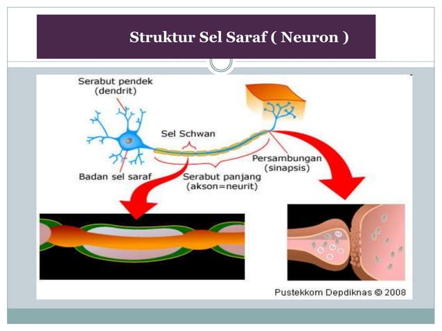 Sistem saraf pada manusia | PPTX