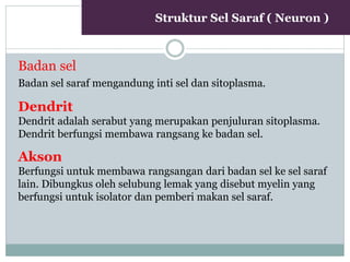 Sistem saraf pada manusia | PPTX