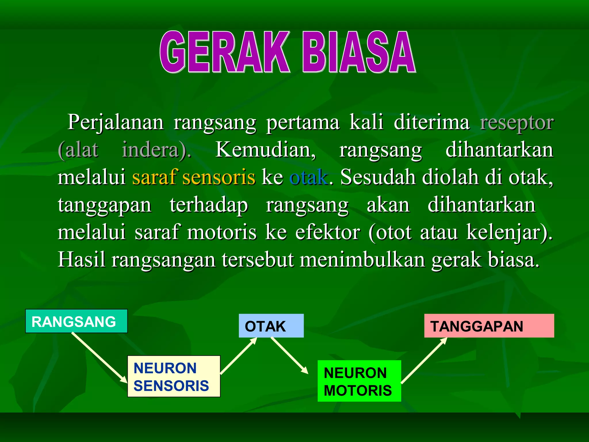 Sistem saraf pada manusia | PPT