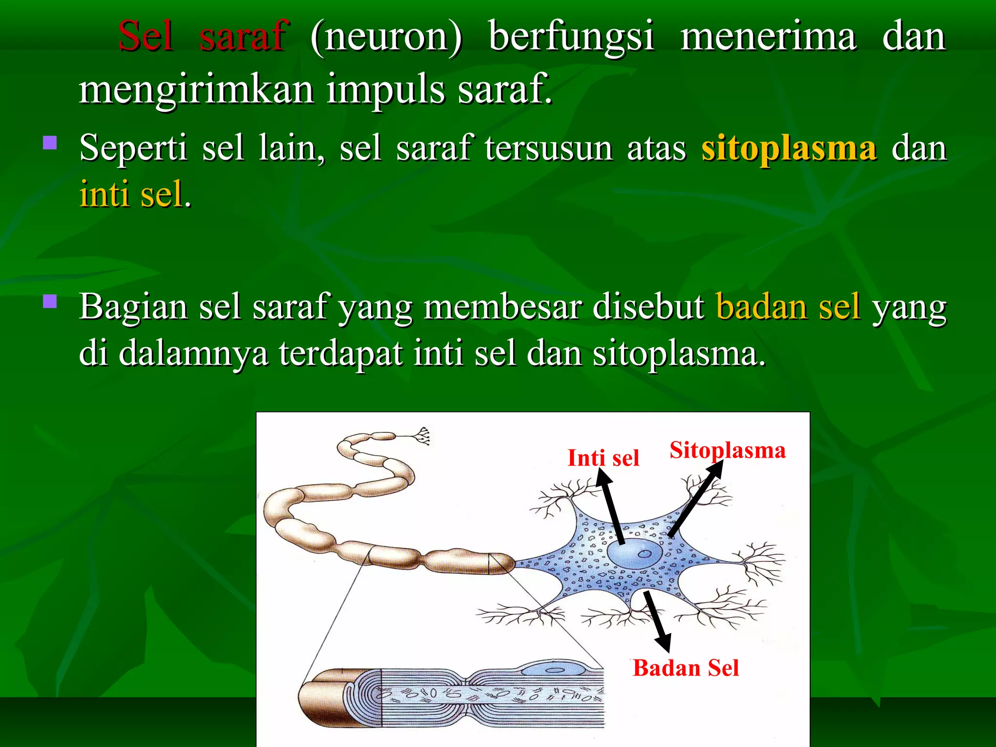 Sistem saraf pada manusia | PPT