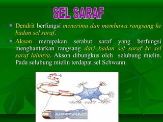 Sistem saraf pada manusia | PPT