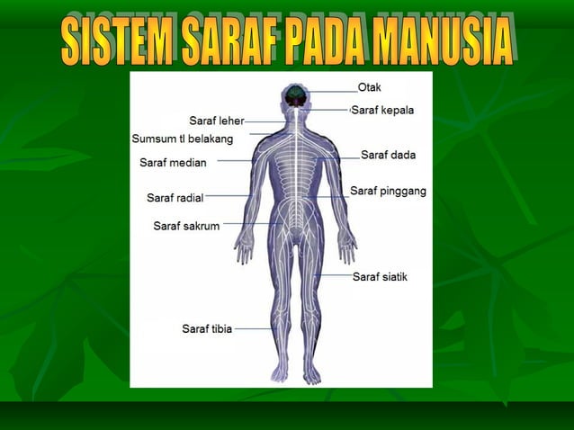 Sistem saraf pada manusia | PPT
